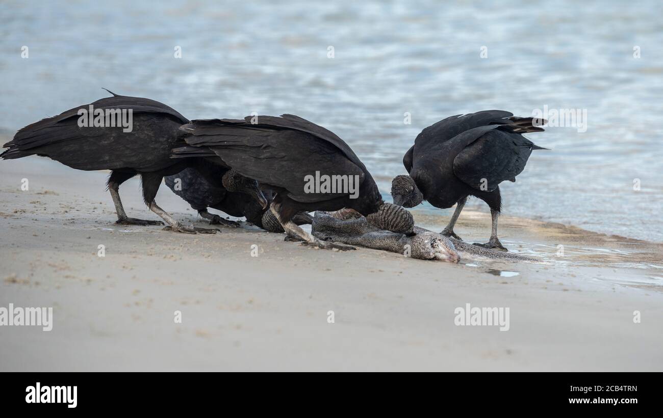 Black Vulture (Coragyps atratus Stock Photo - Alamy
