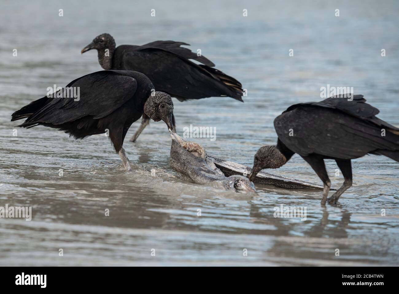 Black Vulture (Coragyps atratus Stock Photo - Alamy