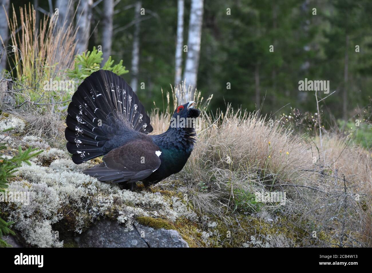 Forestbird hi-res stock photography and images - Alamy