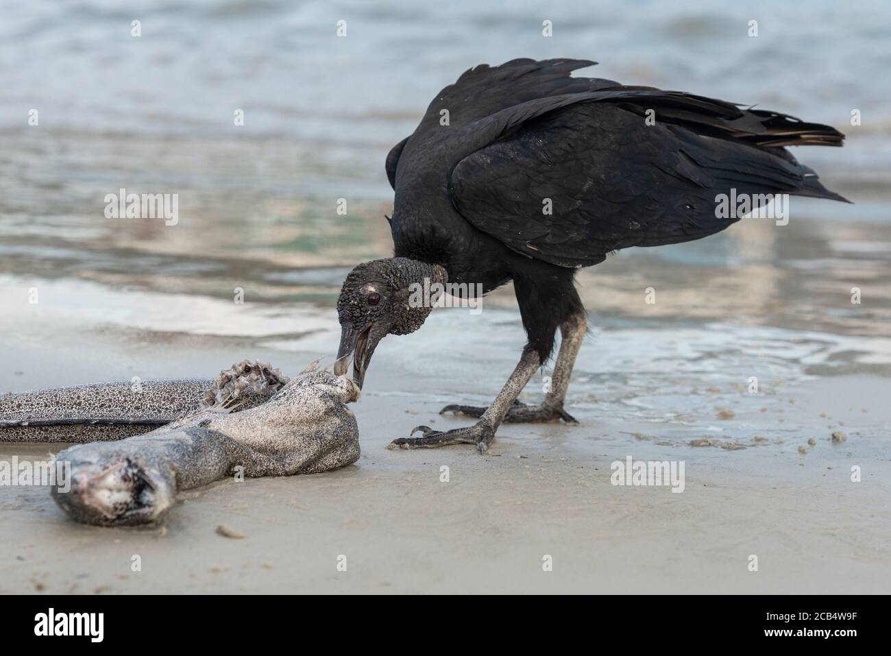 Arraial do cabo animal hi-res stock photography and images - Alamy