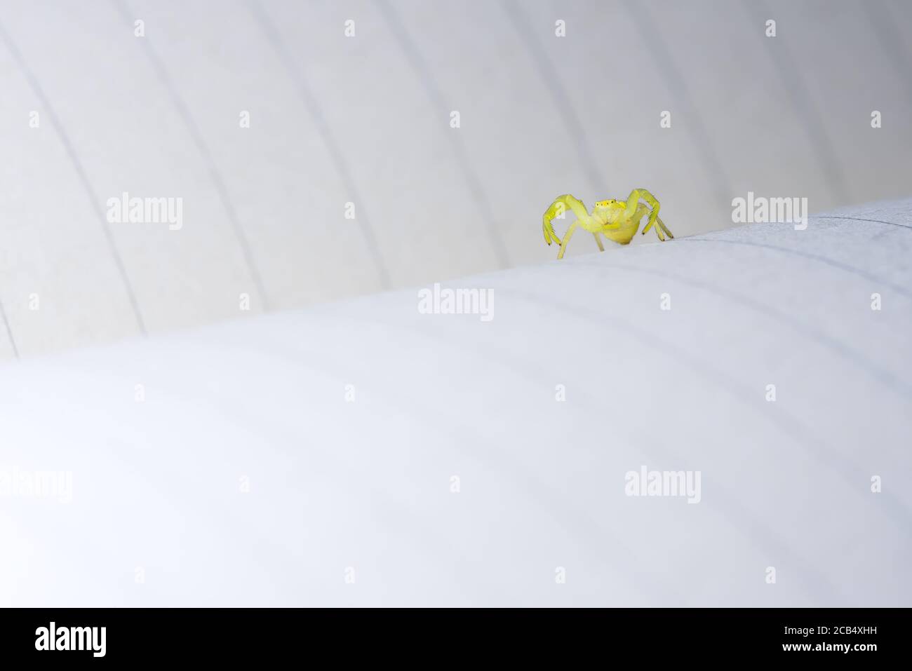 Low angle macro image identifying black footed yellow sac spider as it ...