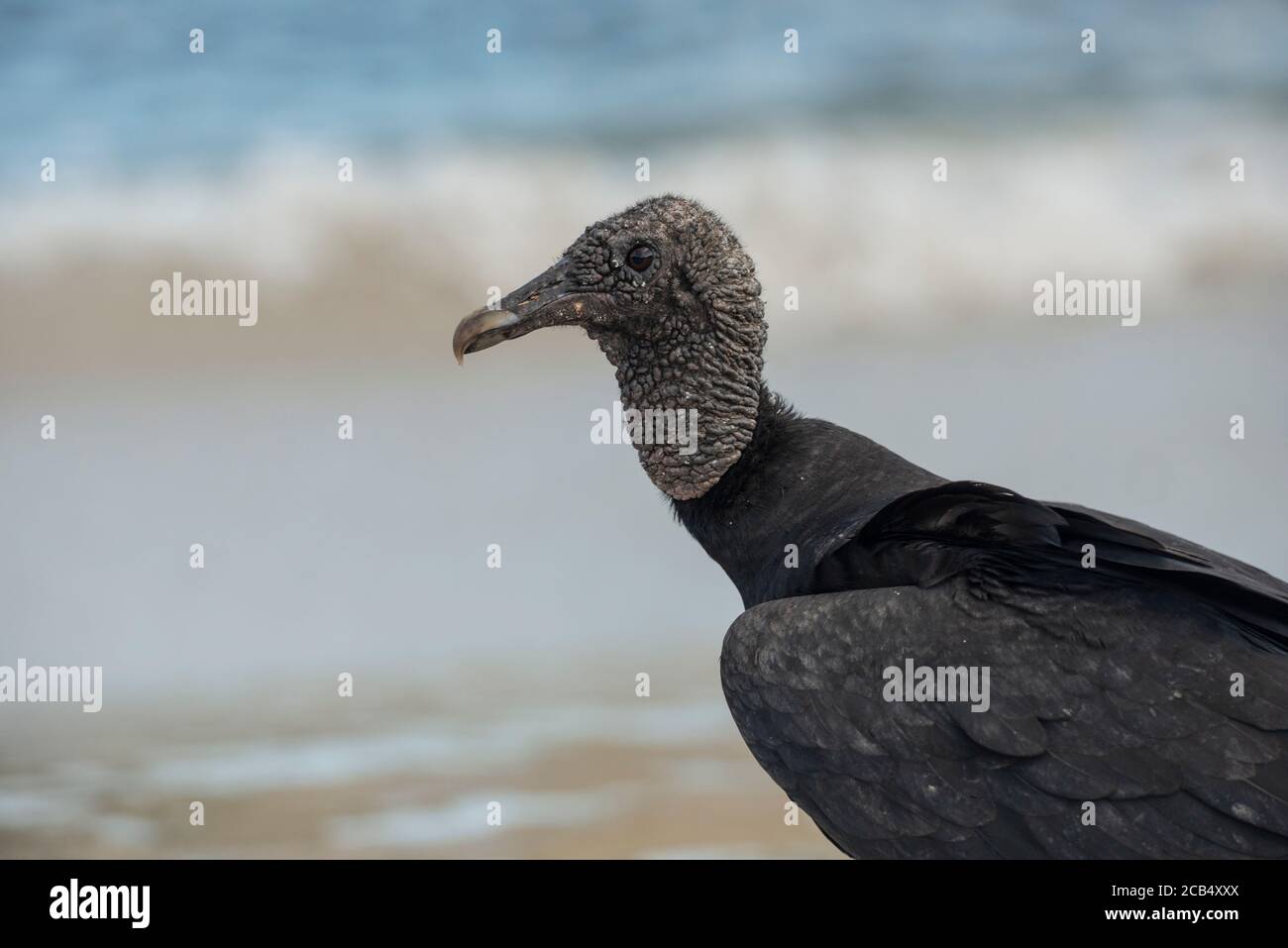 Black Vulture (Coragyps atratus Stock Photo - Alamy