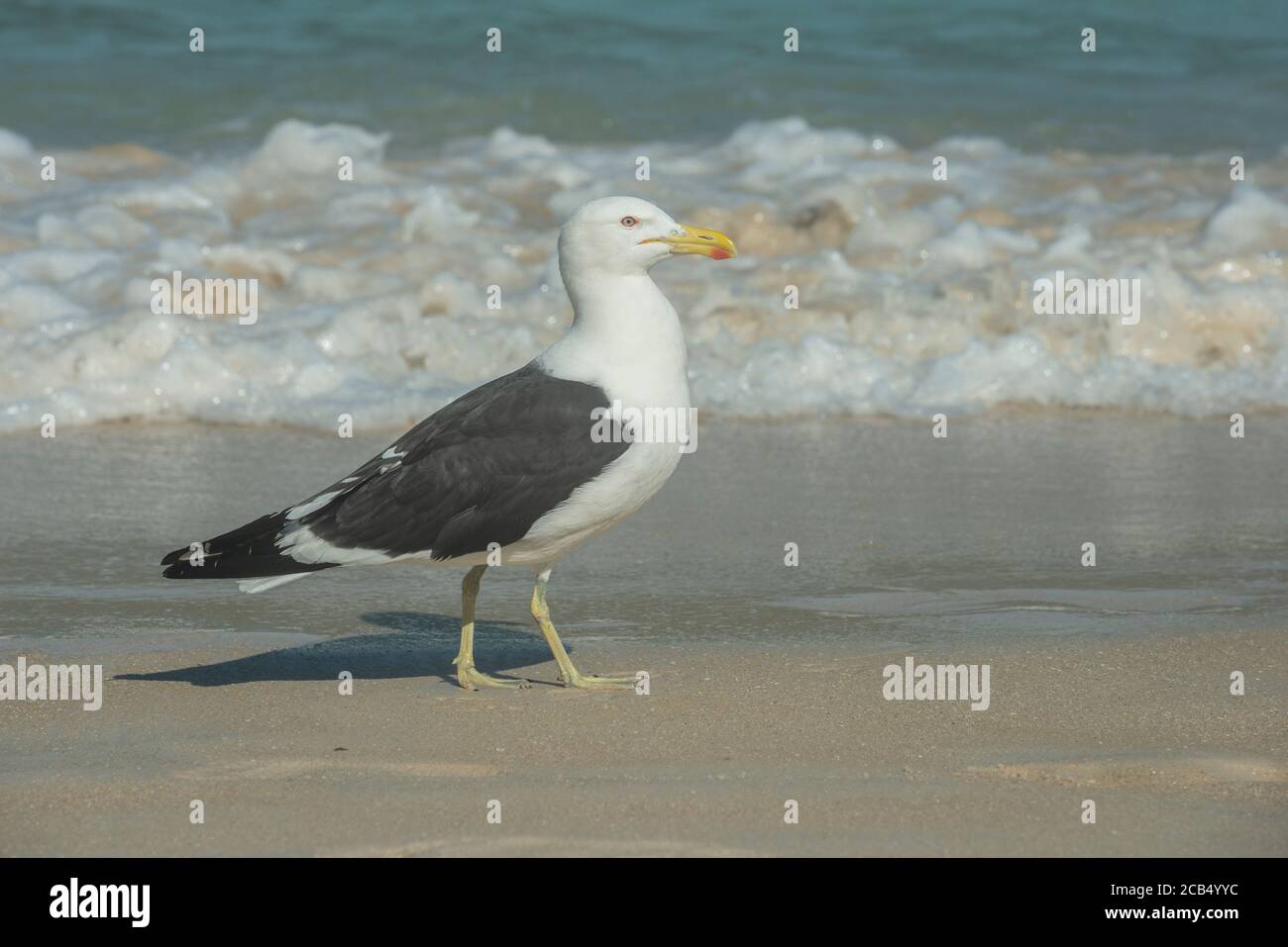 Kelp Gull (Larus dominicanus Stock Photo - Alamy