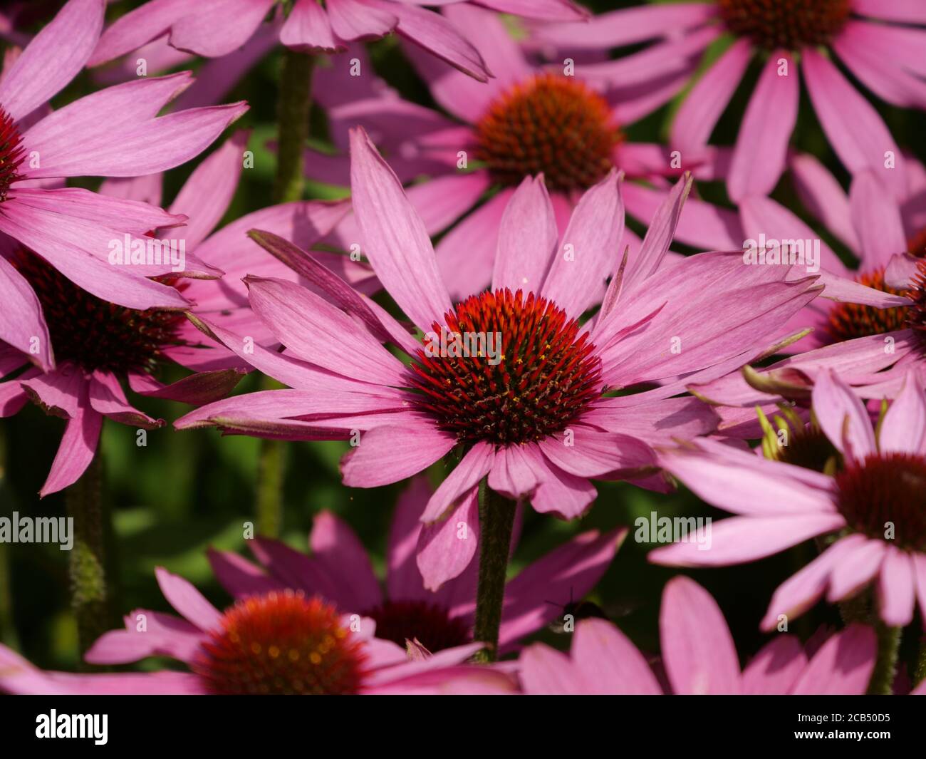 Selective focus shot of pink flowers in a garden captured during the ...