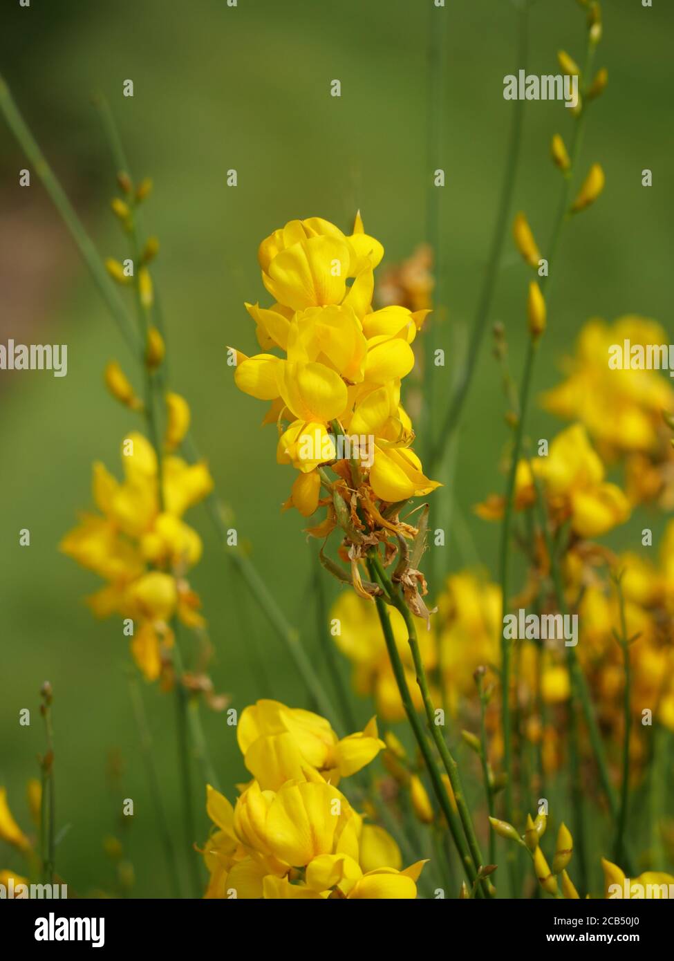 Vertical shot of a beautiful spartium flower under the sunlight Stock ...