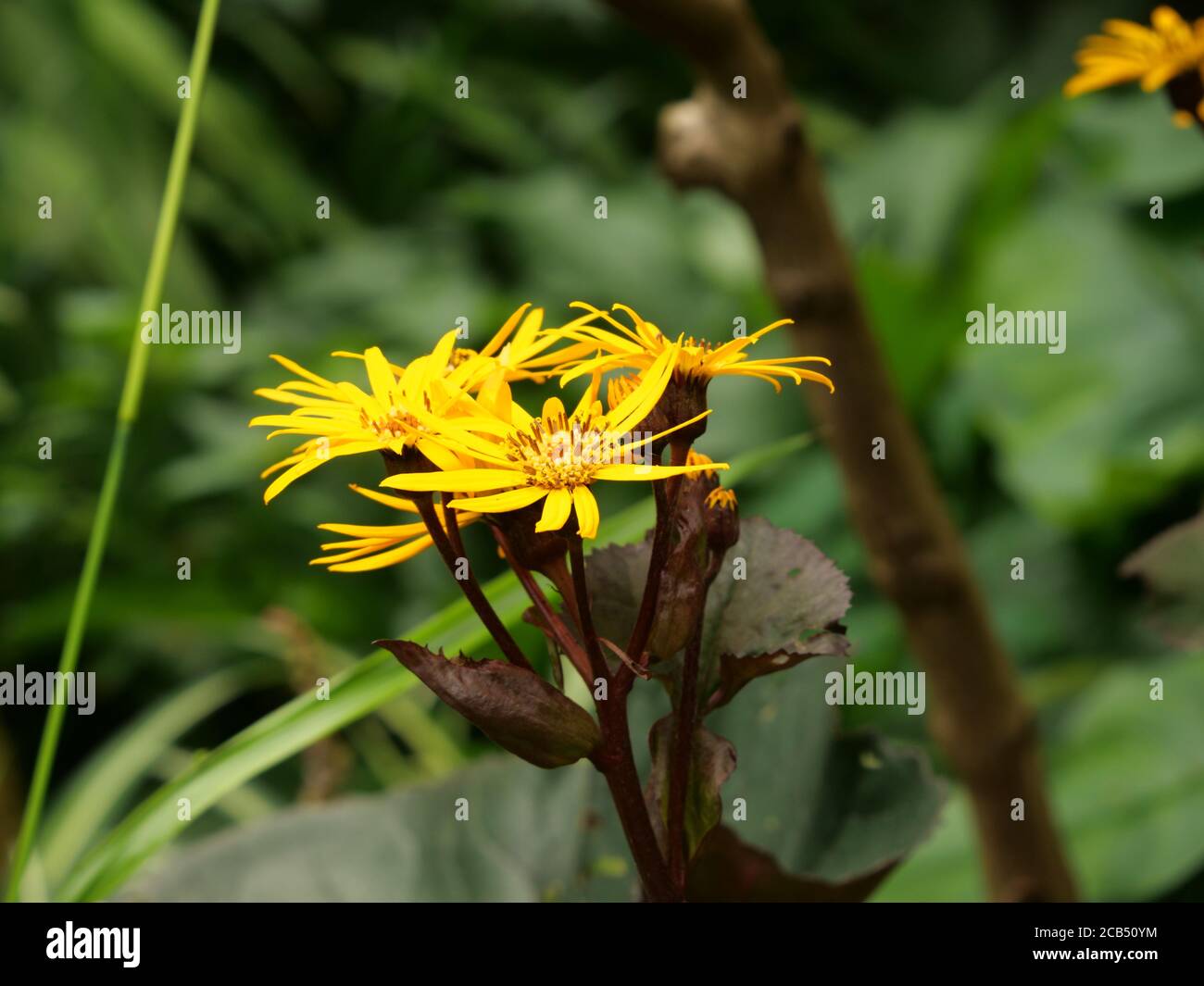 Macro shot of a ligularia flower under the sunlight Stock Photo - Alamy