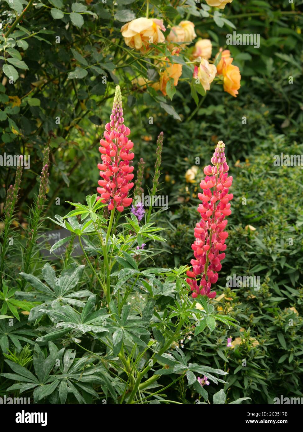 Vertical closeup of red flowers captured during the daytime Stock Photo ...