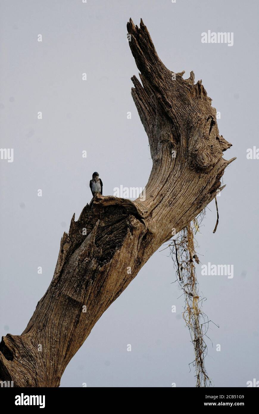 Cerron Grande High Resolution Stock Photography and Images - Alamy