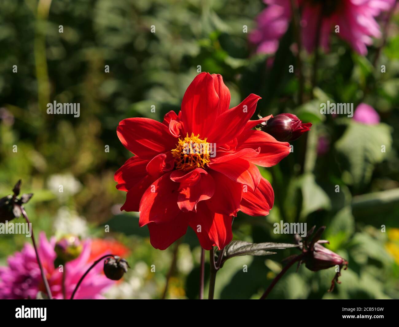 Closeup of red flowers captured during the daytime Stock Photo - Alamy