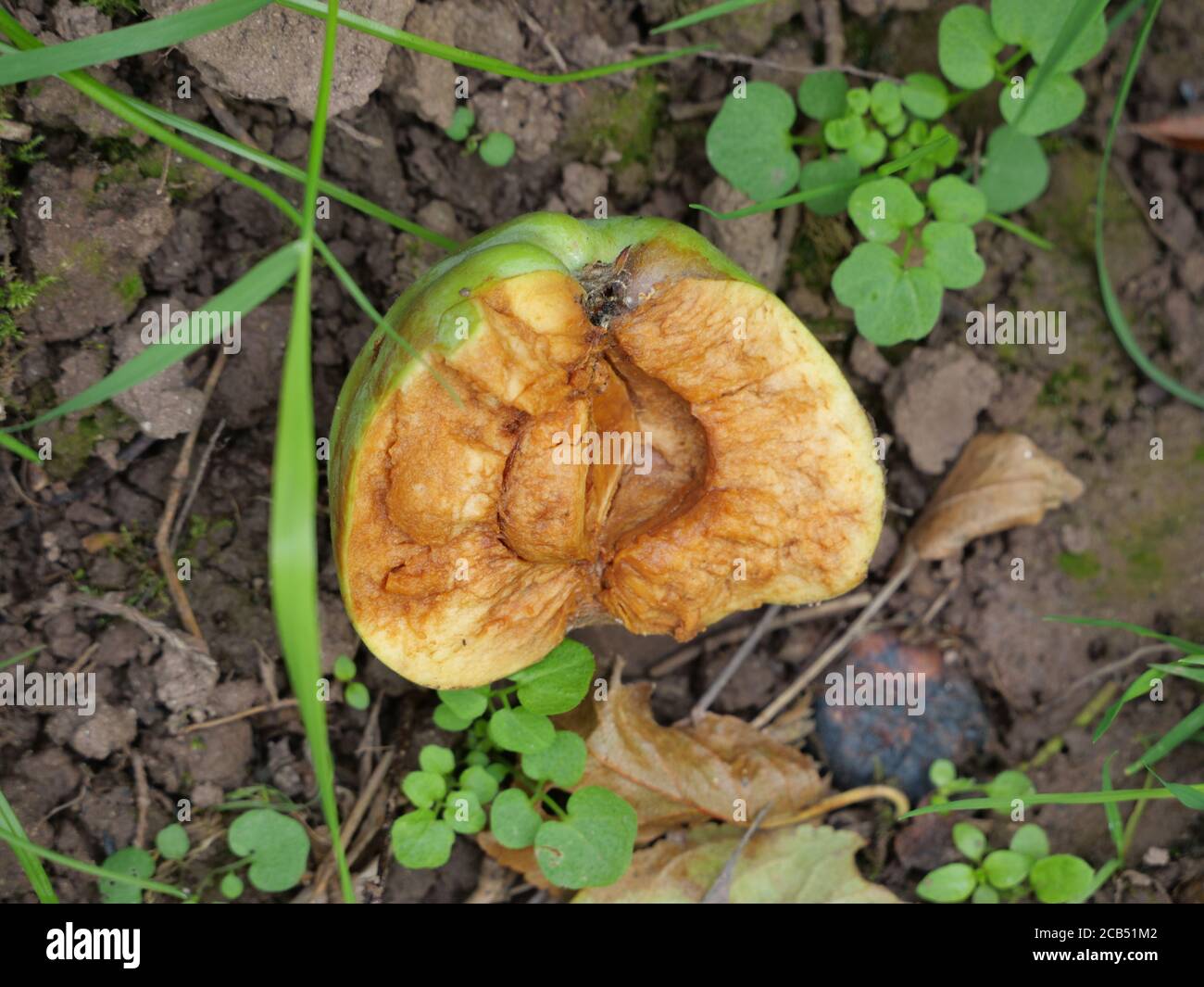 Closeup of the half of a green apple on the ground during the daytime ...