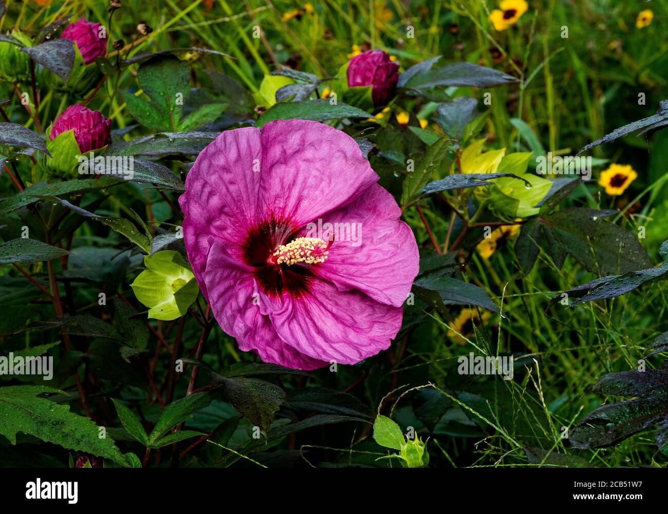 Large Hibiscus bloom in the meadow garden Stock Photo - Alamy