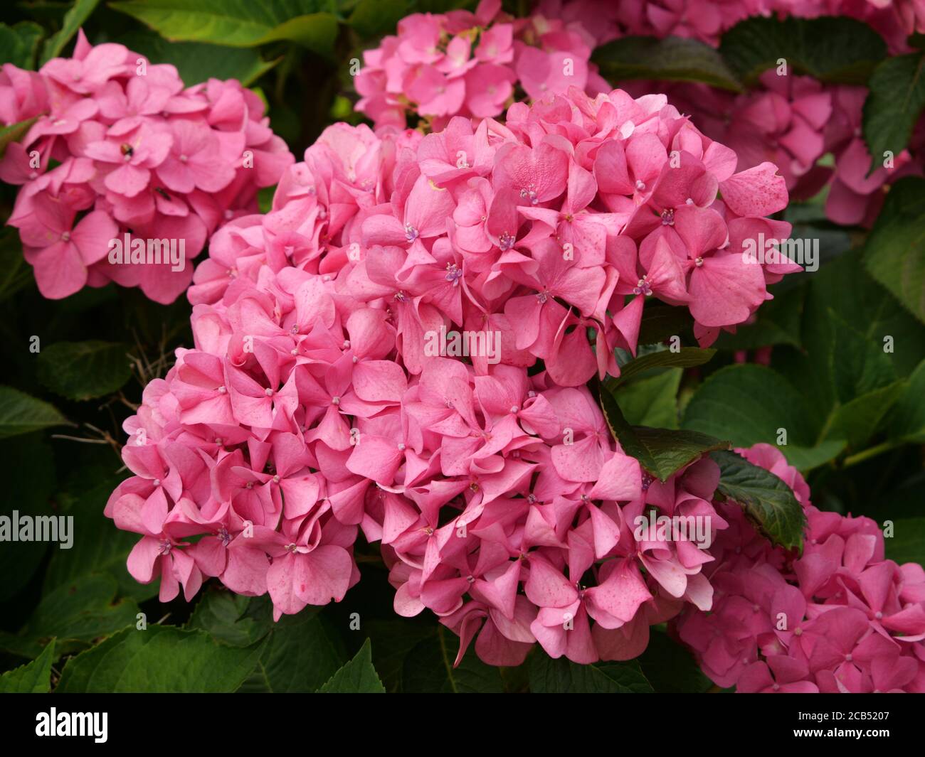 Closeup shot of pink hydrangea flowers Stock Photo - Alamy