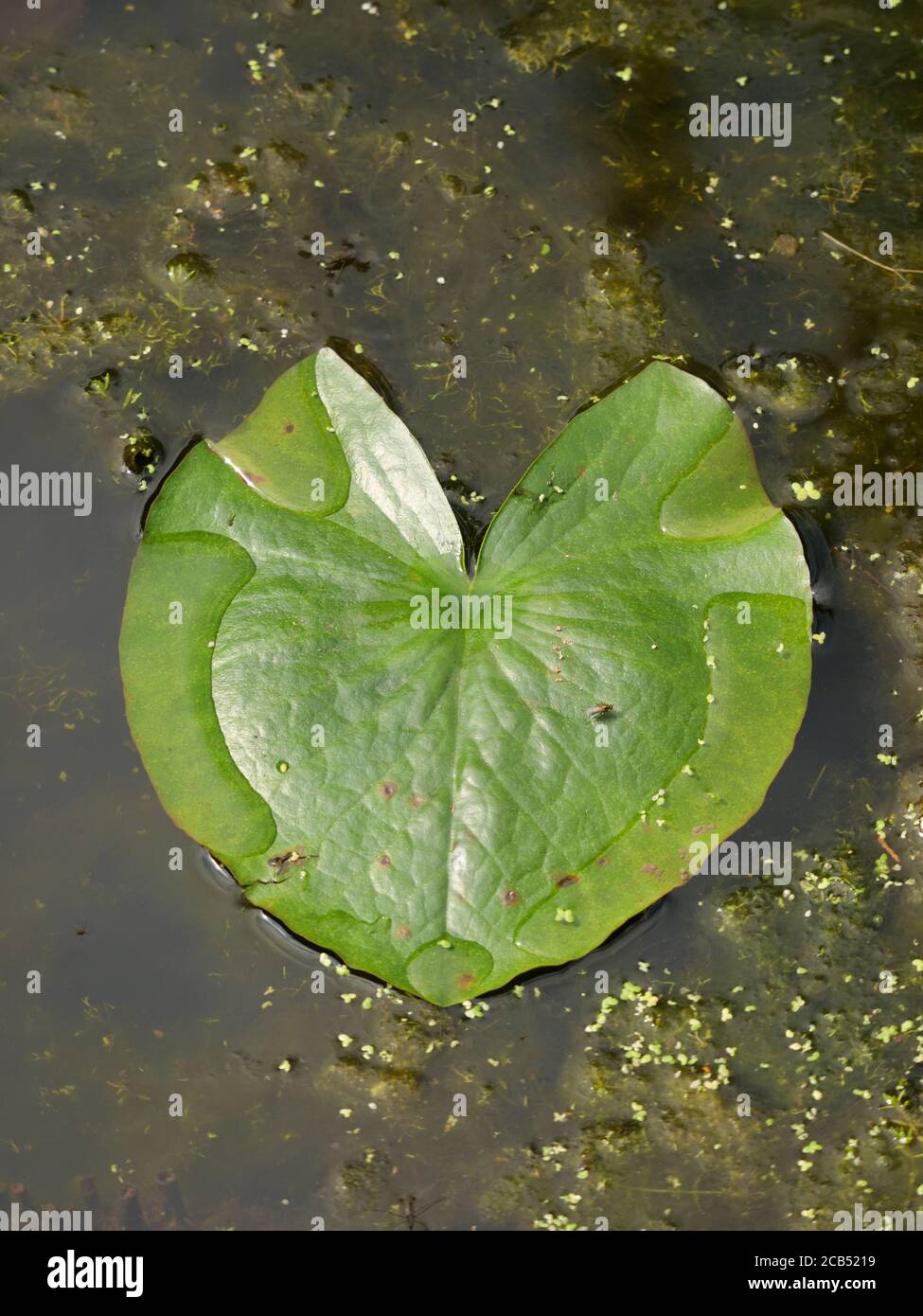 Vertical top view of a lily pad formed like a heart Stock Photo - Alamy