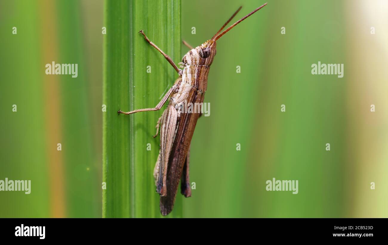 locust climbing on a blade of grass. photo macro of this small insect ...