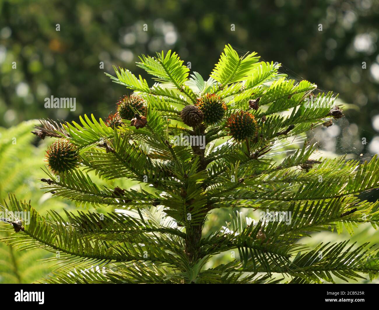 Wollemia nobilis forest hi-res stock photography and images - Alamy