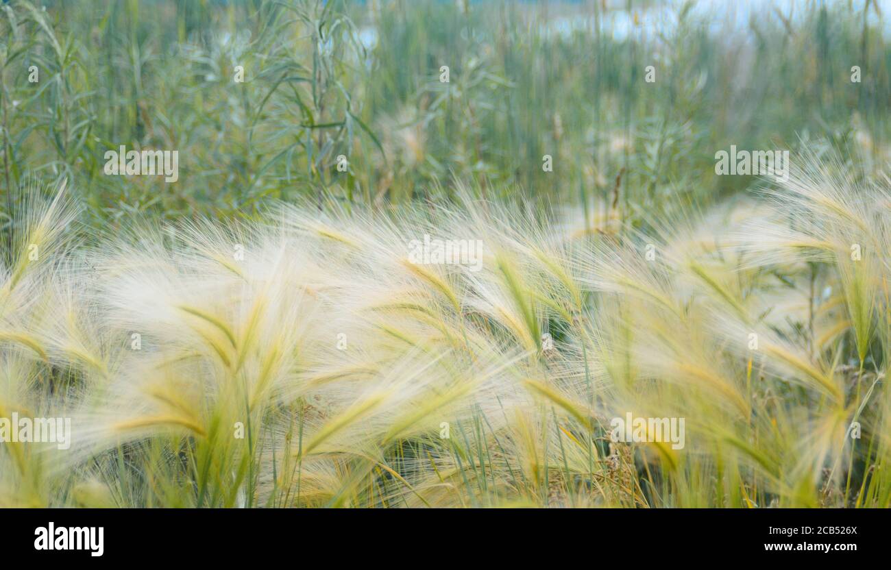 Fluffy spikelets of meadow grasses for background or wallpapers ...
