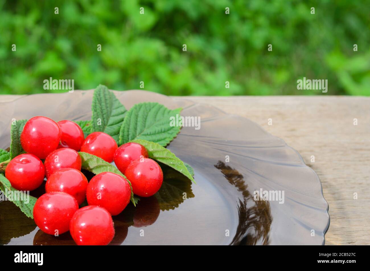 Very rough leaf surface hi-res stock photography and images - Alamy
