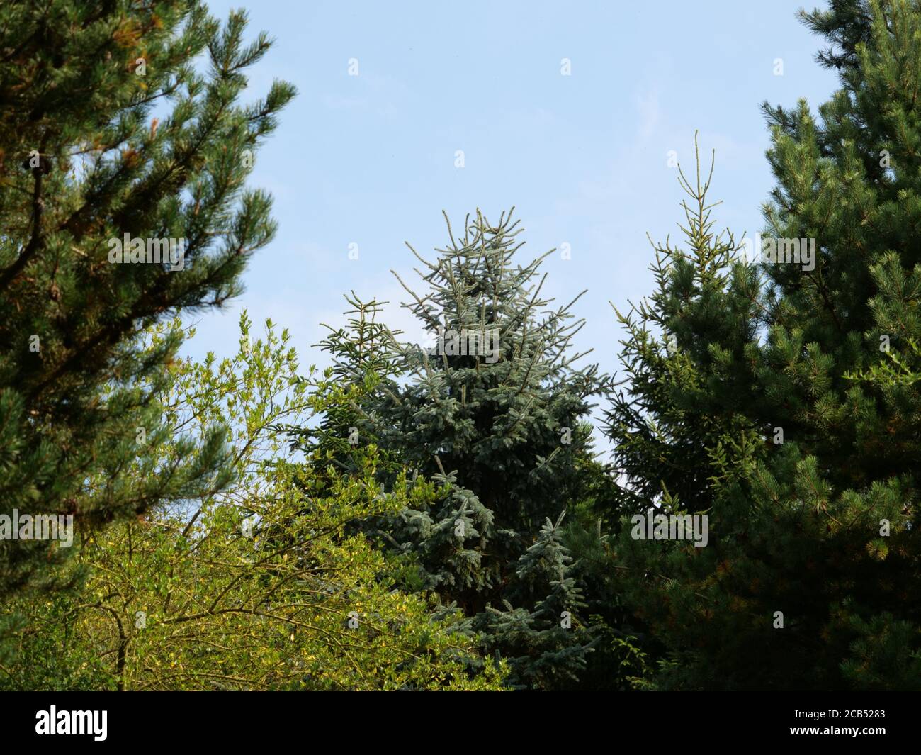 Pine trees low angle shot hi-res stock photography and images - Alamy