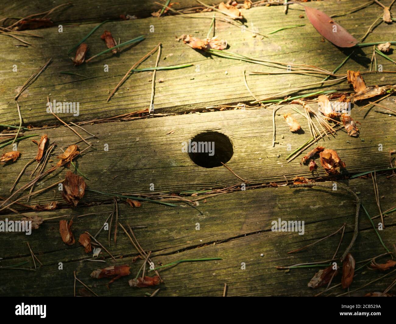 Top view of a hole on a wooden plank in the middle of the forest Stock ...