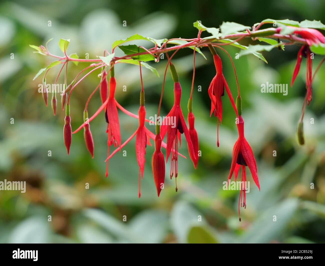 Macro closeup shot of the flowers from a plant called hummingbird ...