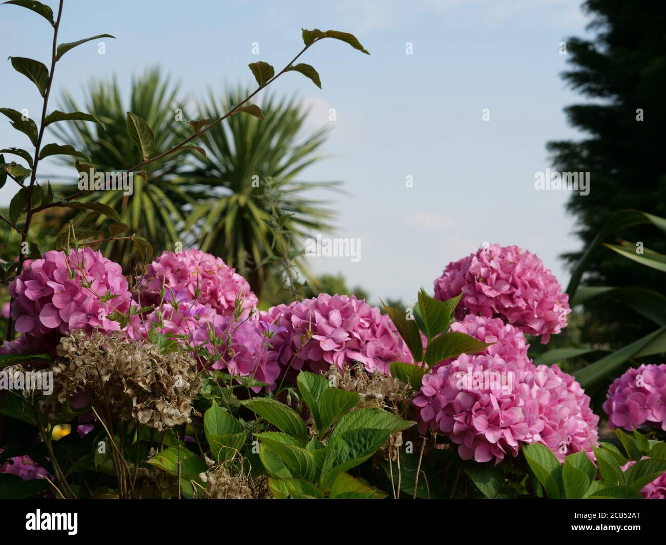 Selective focus shot of pink hydrangeas in the garden Stock Photo - Alamy