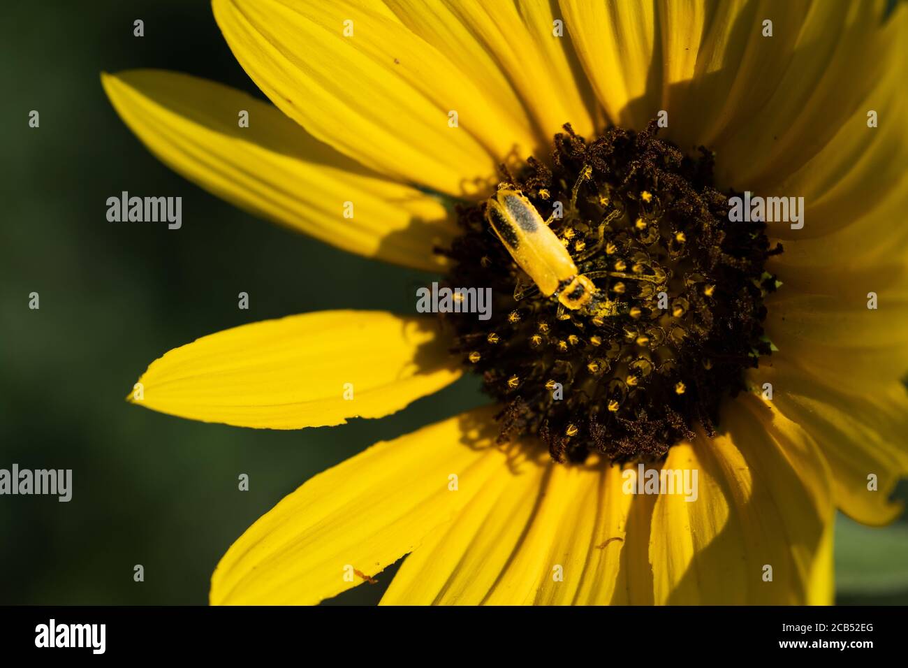 Closeup of a sunflower with an insect on it Stock Photo - Alamy