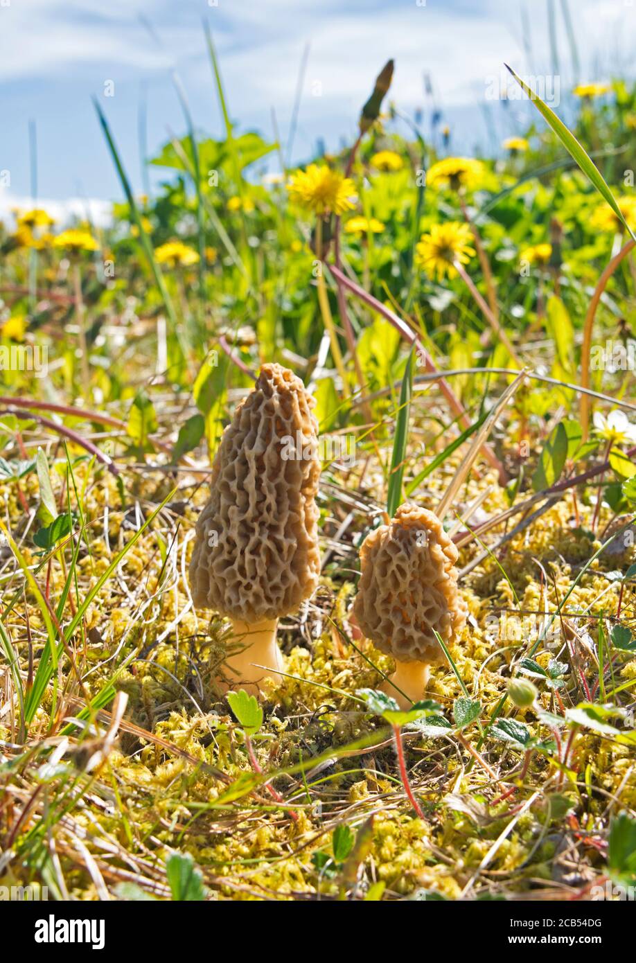 Wild morel mushrooms growing in a meadow by a beach in Southeast Alaska ...