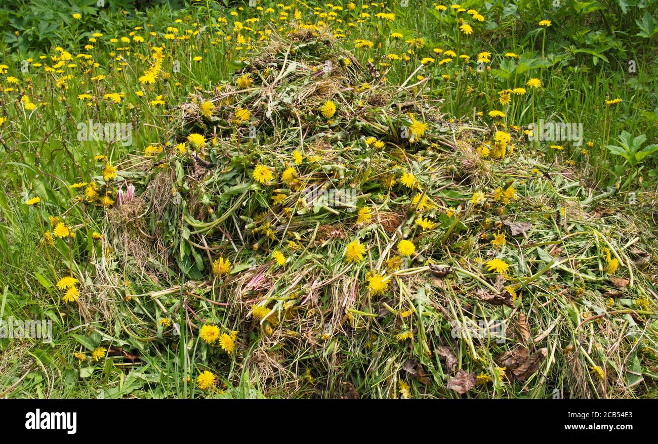Large pile of pulled dandelions with more dandelion plants and flowers ...