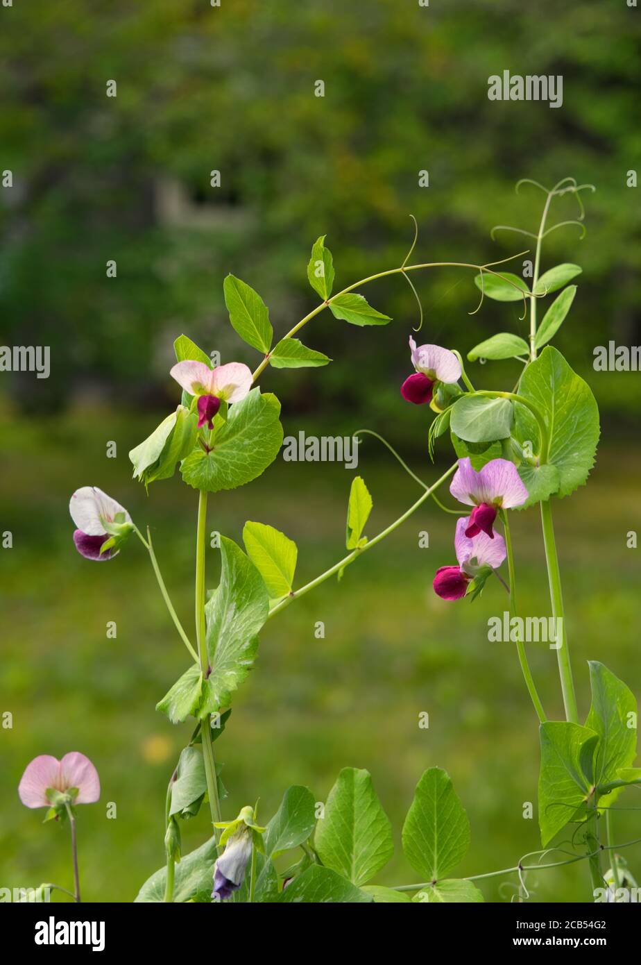 Pea vines hi-res stock photography and images - Alamy
