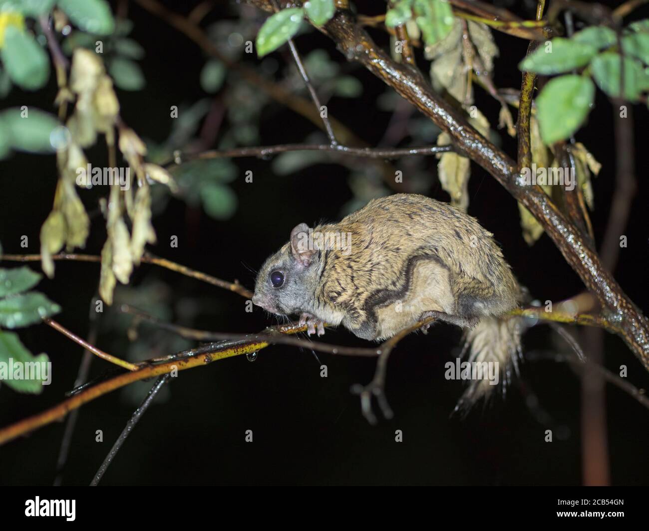 Scaly Tailed Flying Squirrel