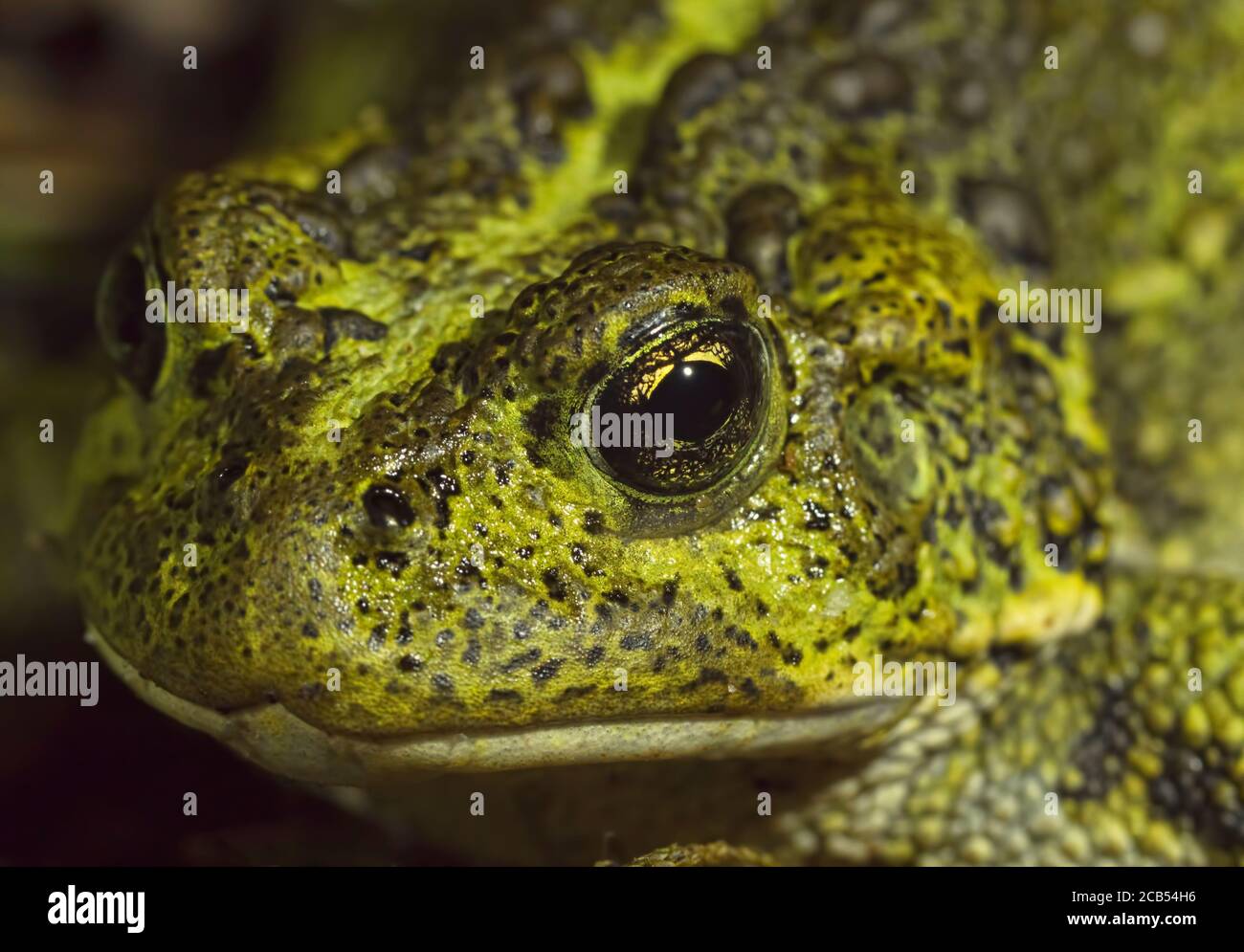 Grouchy toad hi-res stock photography and images - Alamy