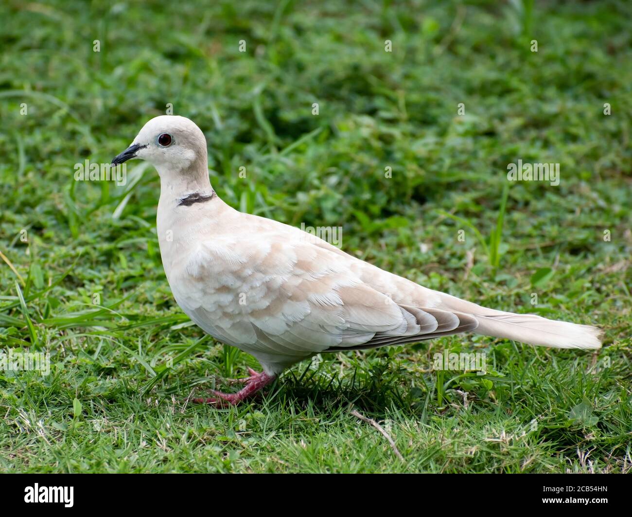 Dove Side View Side View A Dove Images Free Download On Freepik