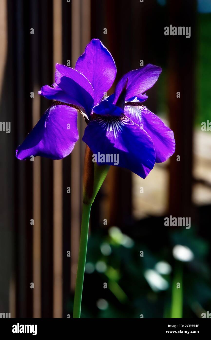 A purple iris flower grows in an Ankeny, Iowa, garden Stock Photo - Alamy