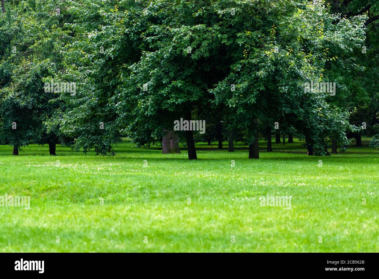 Public park beautiful green trees hi-res stock photography and images ...