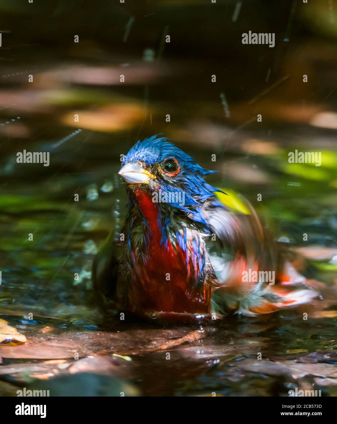 Painted Bunting Bath Time Stock Photo - Alamy