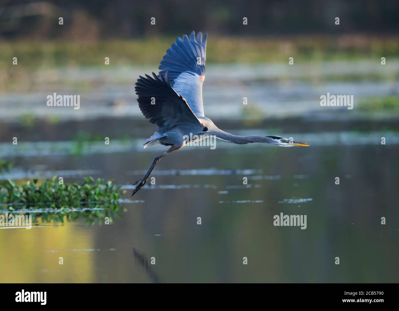 Great Blue Egrets Stock Photo - Alamy