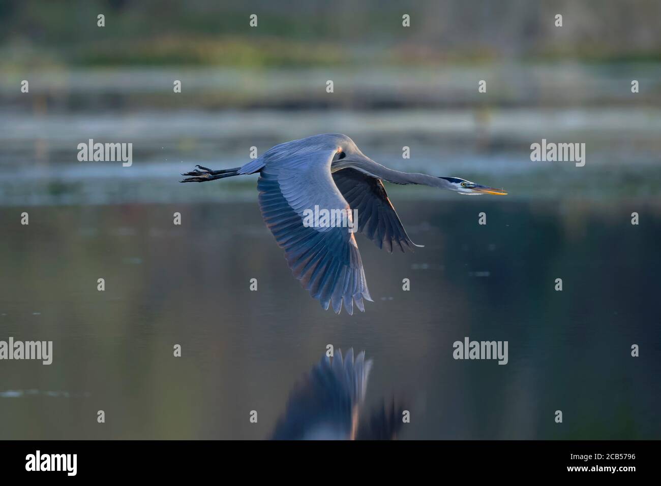 Blue egrets hi-res stock photography and images - Alamy