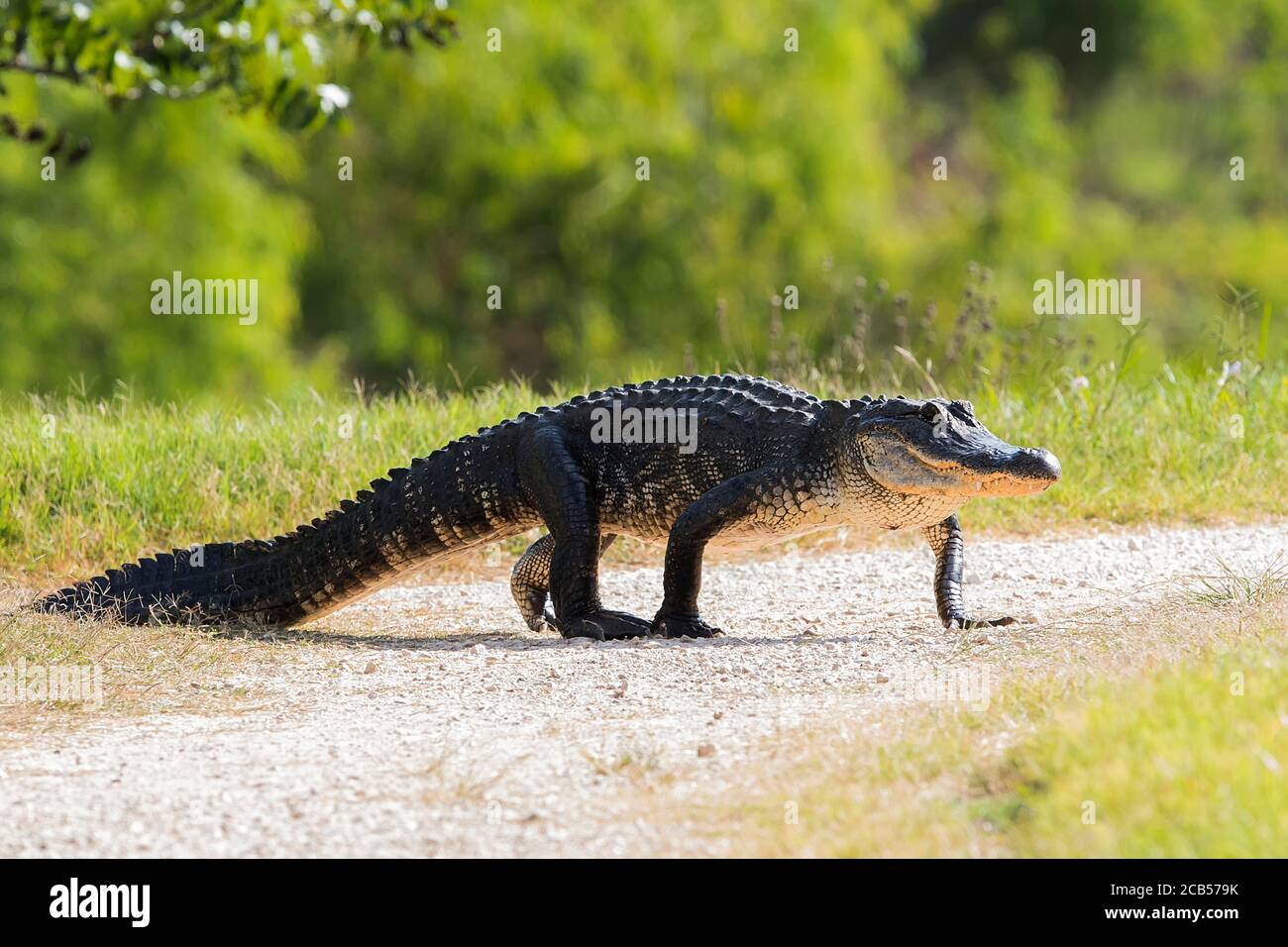 Alligator walk in Brazoes State Park, Texas Stock Photo - Alamy