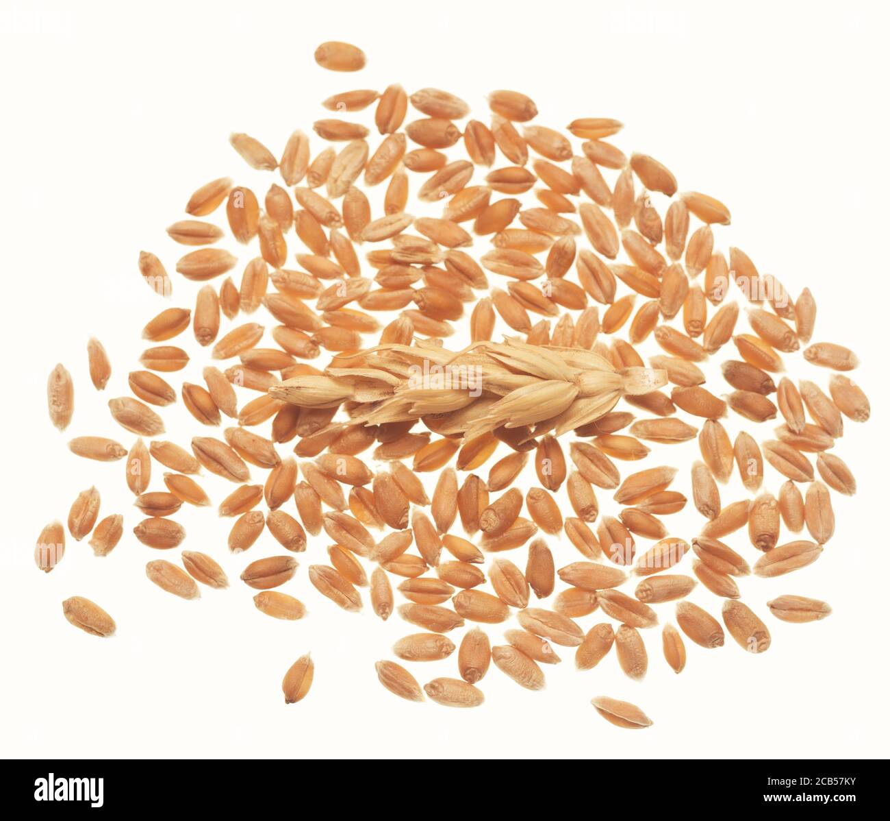 Wheat isolated on white background Stock Photo - Alamy