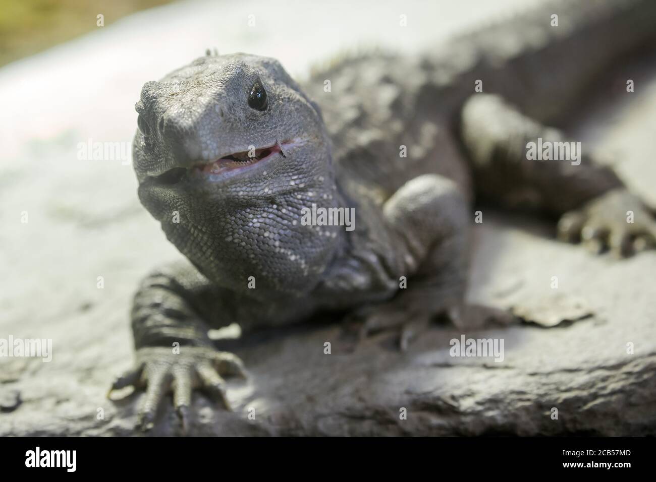 Close up of New Zealand Tuatara showing teeth Stock Photo - Alamy