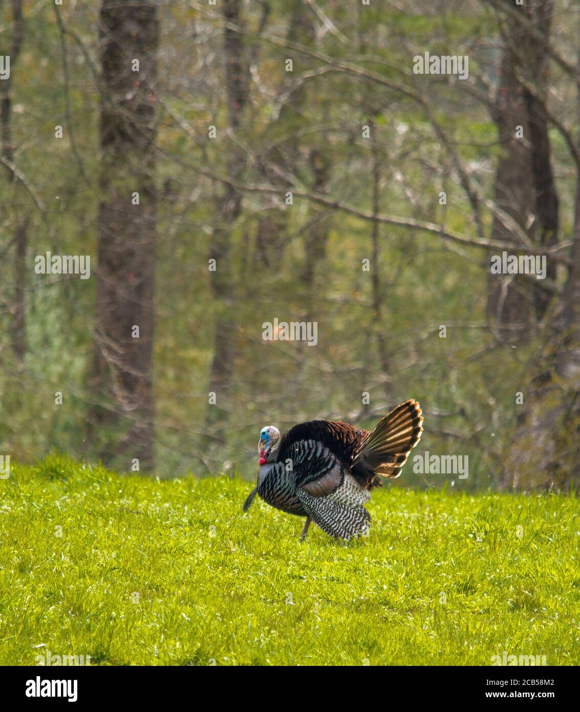 Tom strutting hi-res stock photography and images - Alamy