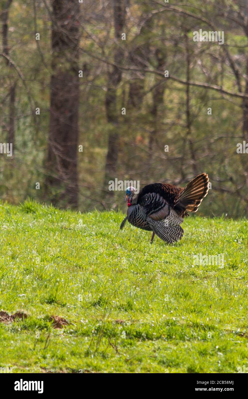 Big tom turkey hi-res stock photography and images - Alamy