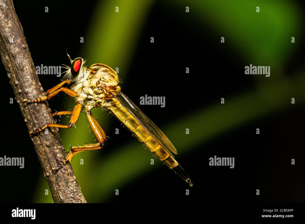 Leg fly foot hi-res stock photography and images - Alamy