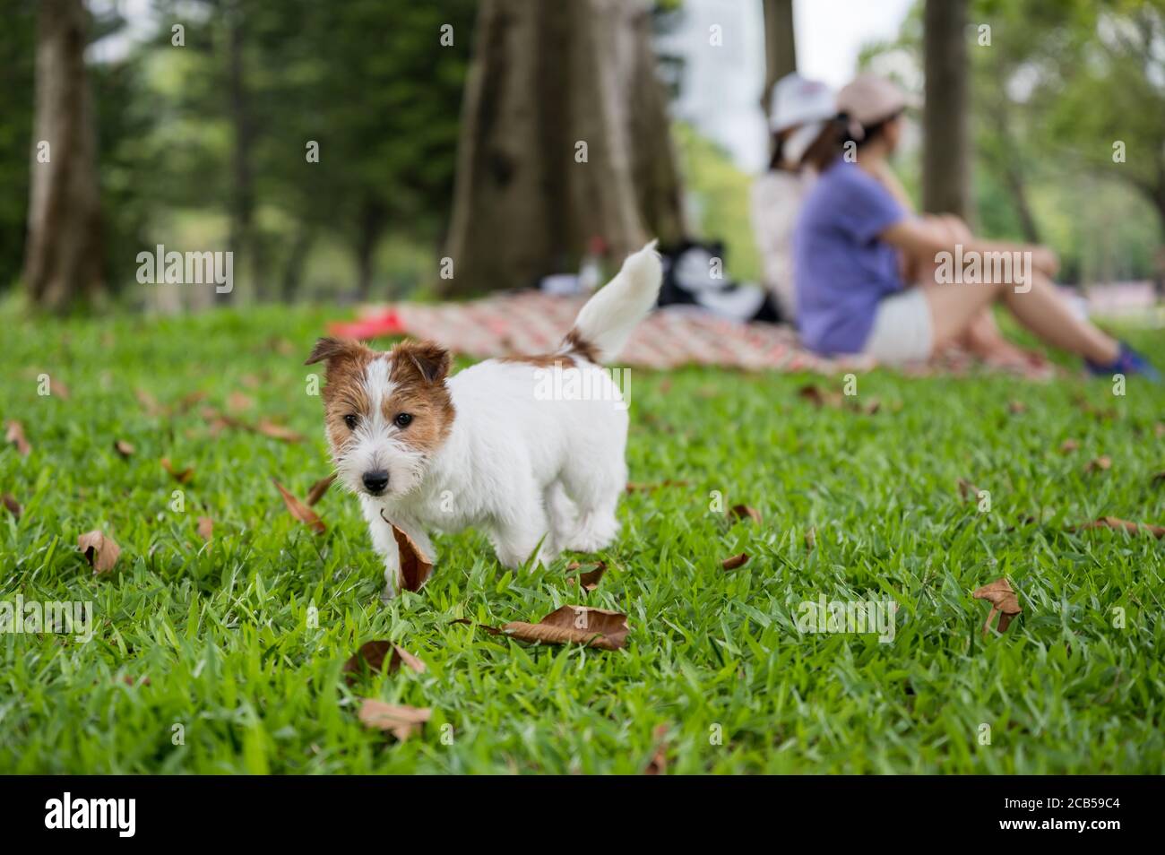 Jack Russell Terrier playing on the grass Stock Photo - Alamy