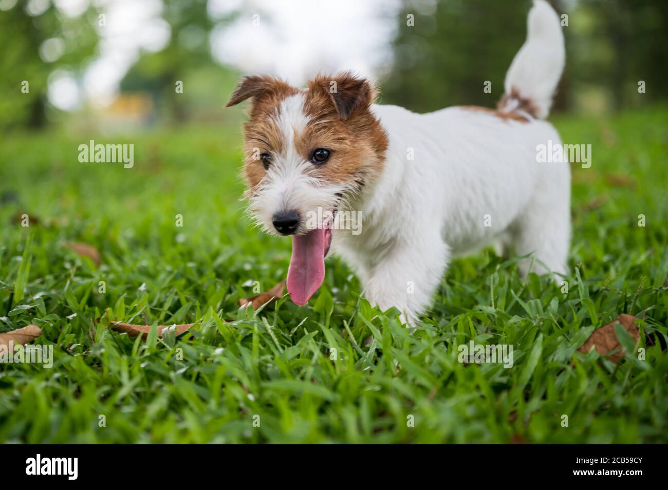 Jack Russell Terrier playing on the grass Stock Photo - Alamy