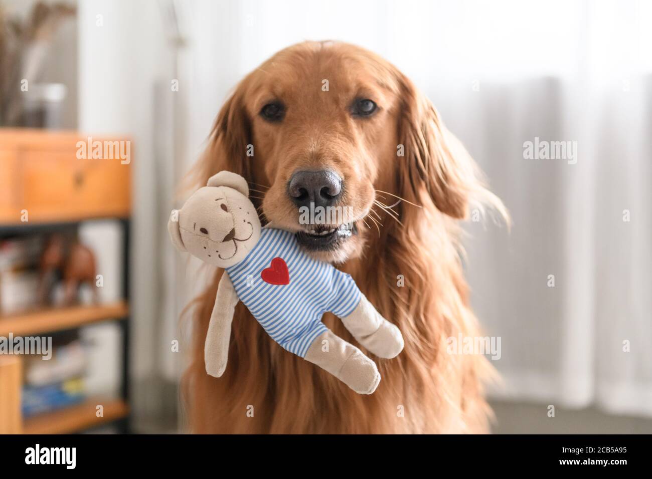 Rag bear doll hi-res stock photography and images - Alamy