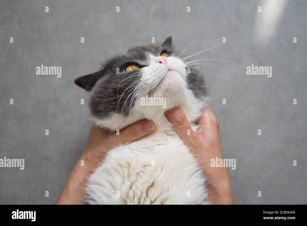 Hands holding the face of british shorthair cat Stock Photo - Alamy