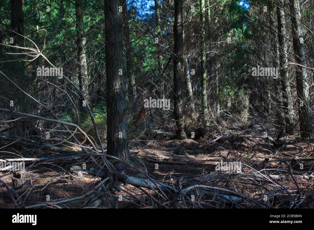 New Zealand Countryside Scenes: Pine Plantations (Pinus radiata Stock ...