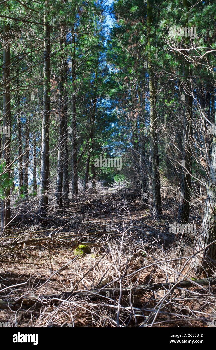New Zealand Countryside Scenes: Pine Plantations (Pinus radiata Stock ...