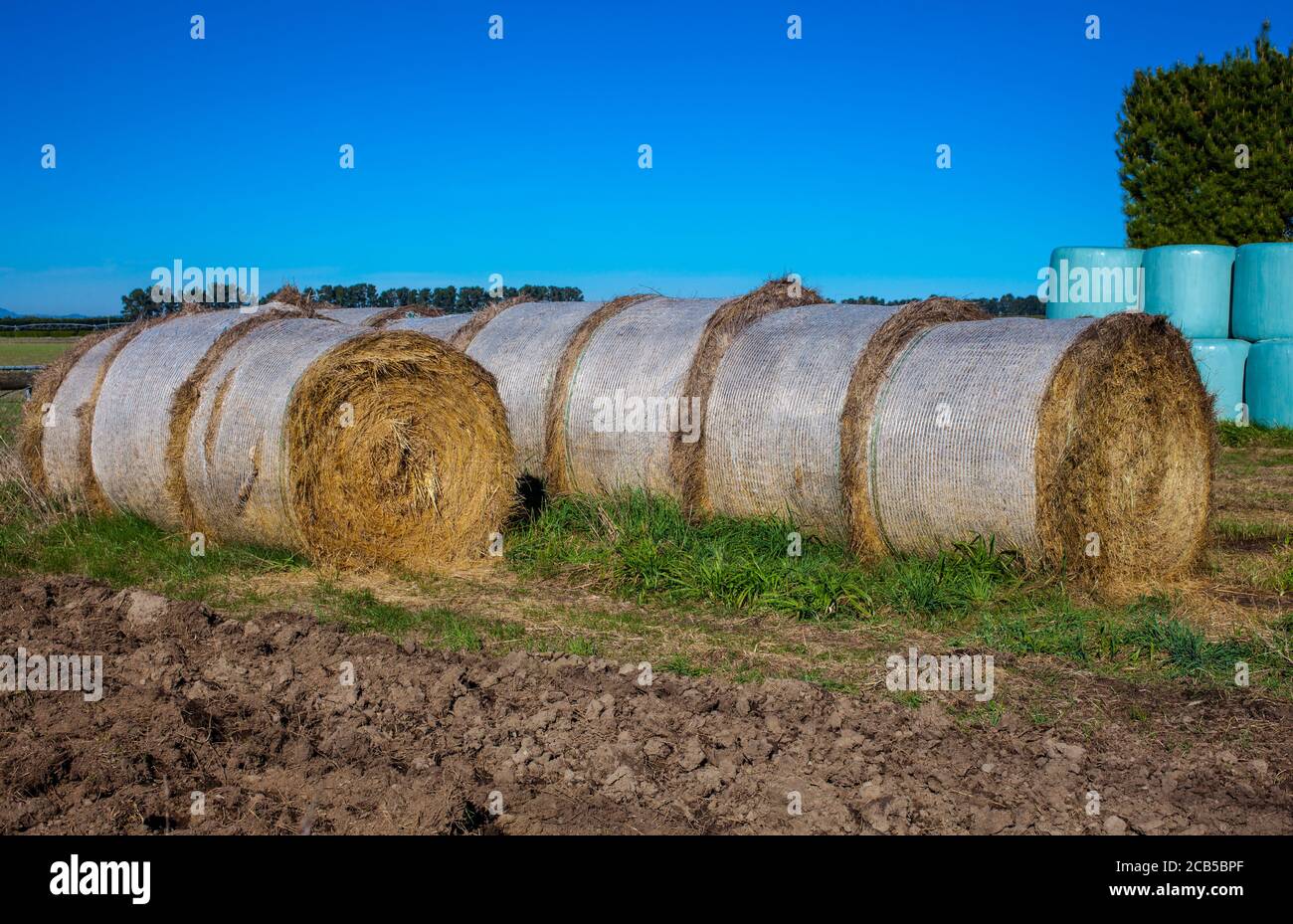 New Zealand Countryside Scenes: Cylindrical Hay Bales Stock Photo - Alamy